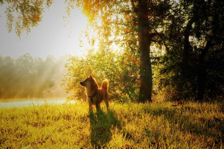 Update: Shiba Inu’s Shibarium Almost Ready to Reopen After Failed ...