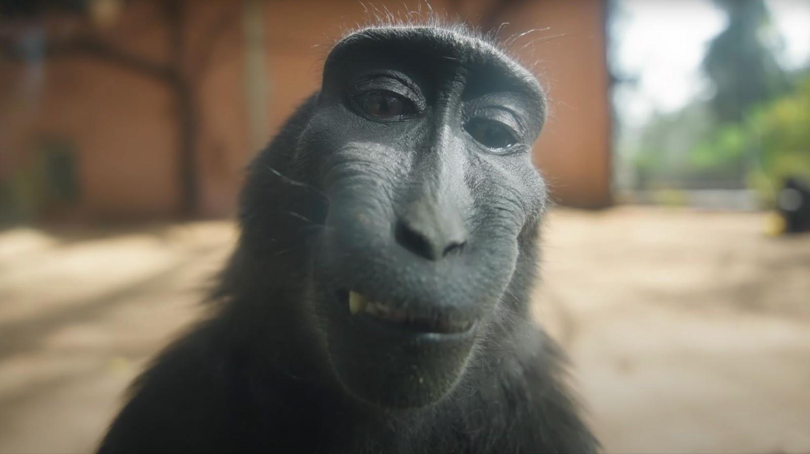 New Viral Based Meme Coin Rizz Monkey Set For Explosive 10x Growth With New Viral Based Meme Coin Rizz Monkey Set For Explosive 10x Growth With